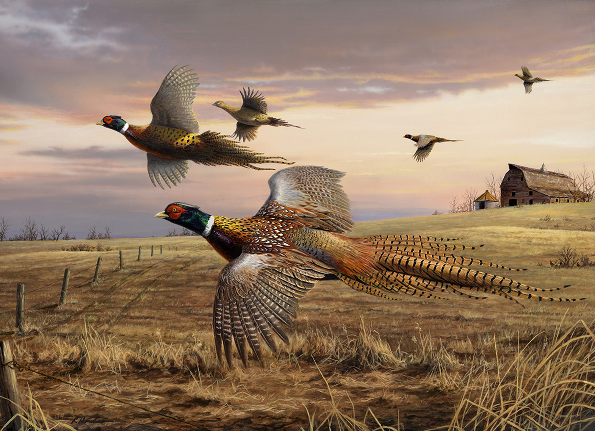 Pheasants in South Dakota form a tradition on Turkey Day