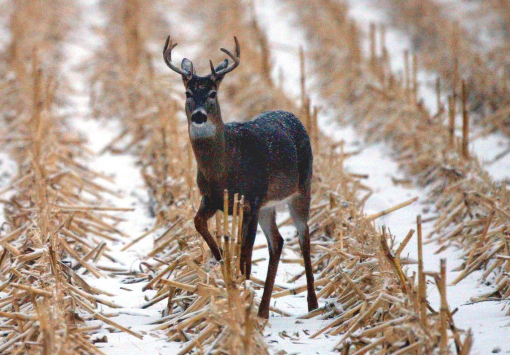 The hunt is on: Rochester's first deer archery hunt starts in September
