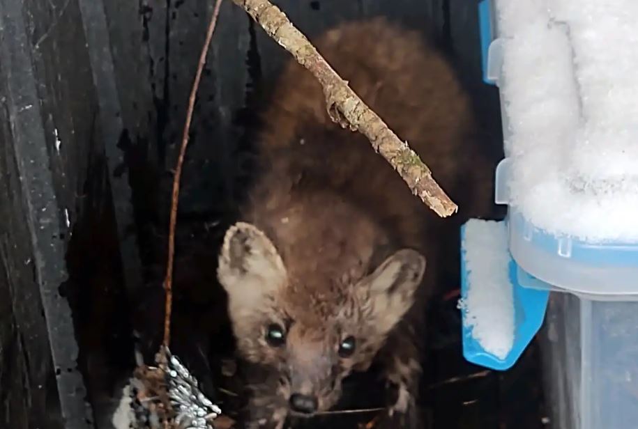 Minnesota fur trapper snares marten, revives 'vicious' critter with ...