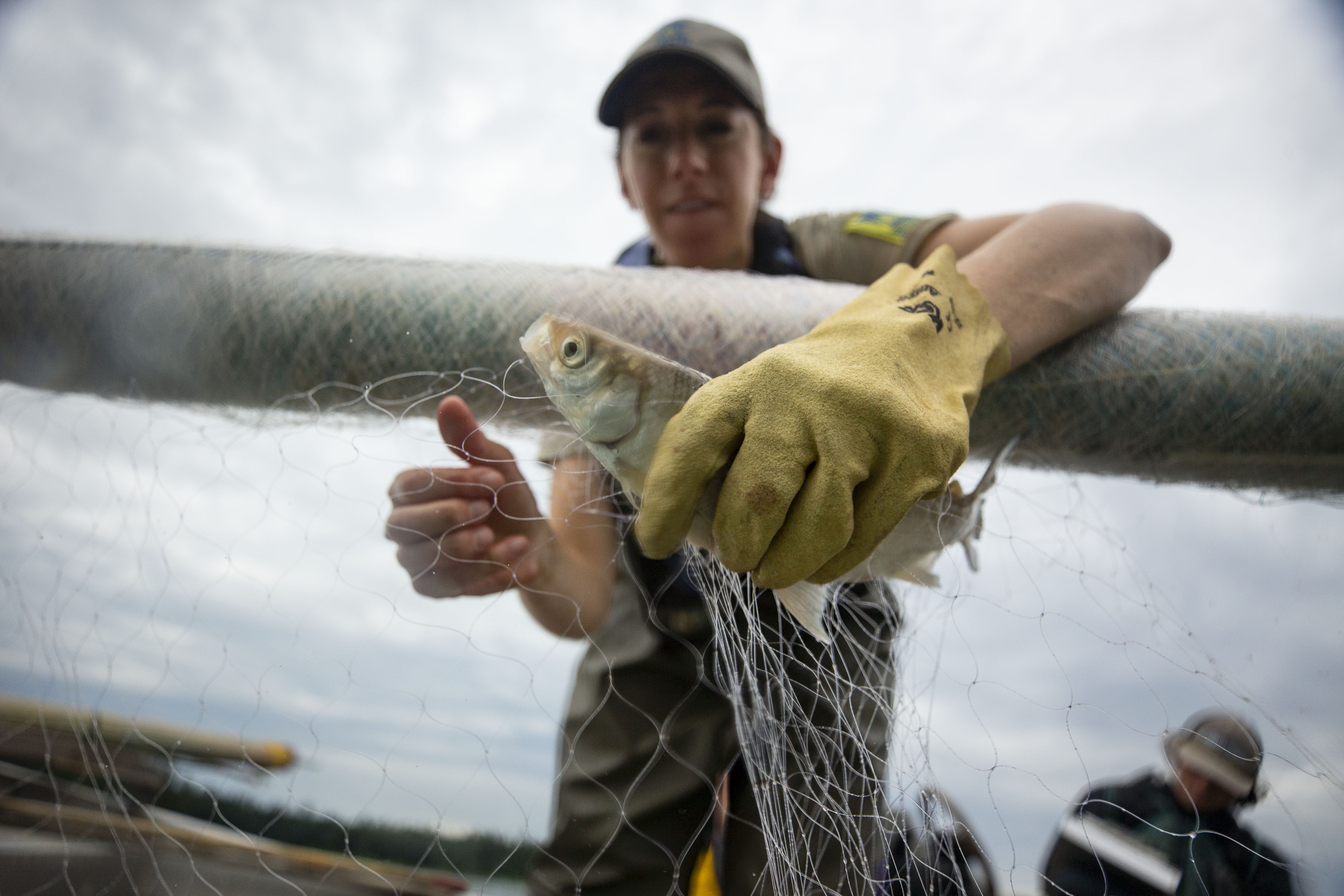 Historic boom in Lake Superior's herring population could be best in 40 ...