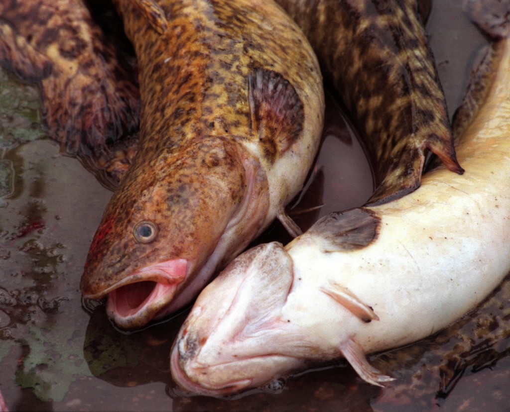 Harvest season possible for eelpout, a fish on the rise