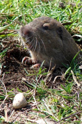 St. Francis busts budget on gopher bounty