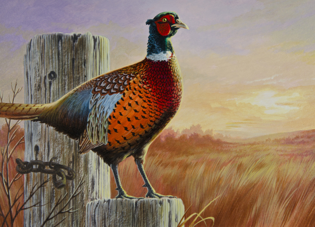 Richfield artist wins 2013 state pheasant stamp contest