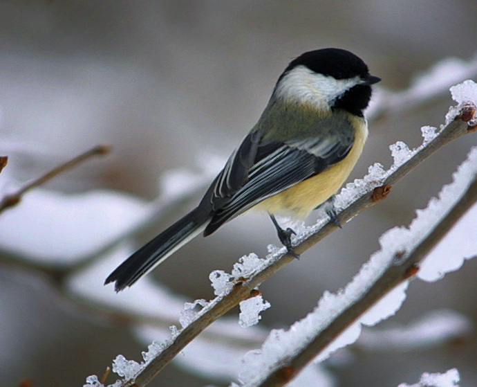 Only about 20 of 240 bird species that nest in Minnesota stay through ...
