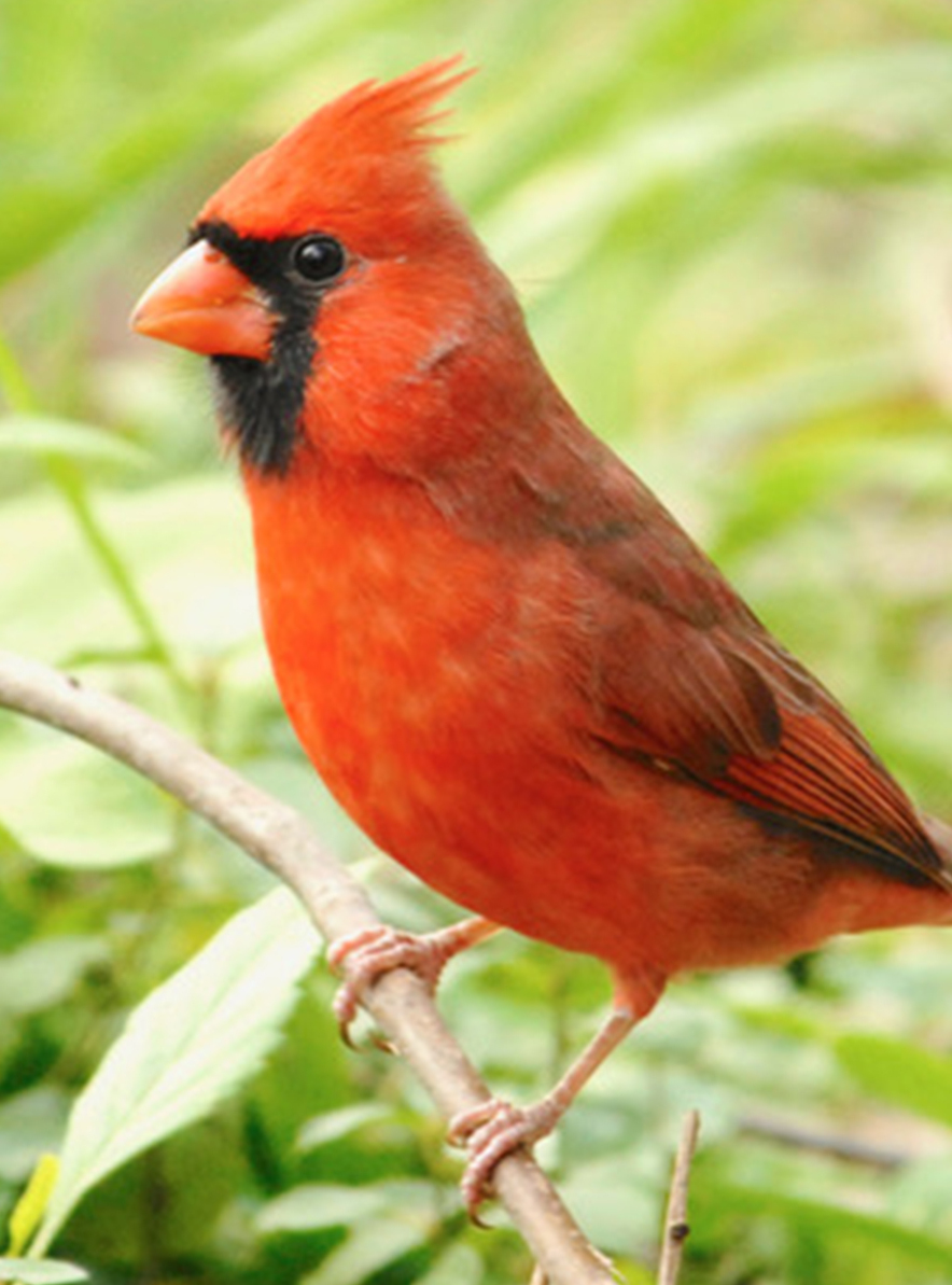 The science and history of why some birds migrate