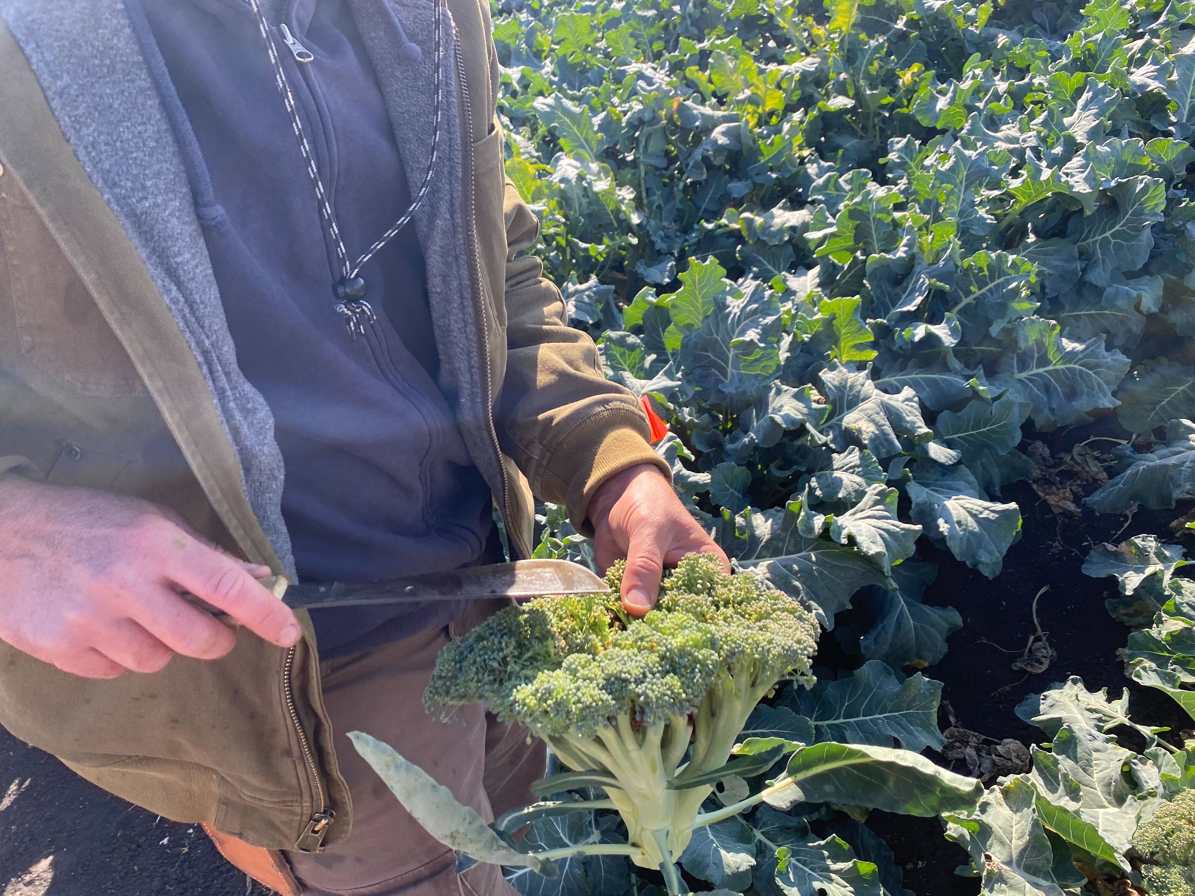 Researchers fight broccoli blight in Minnesota's fields