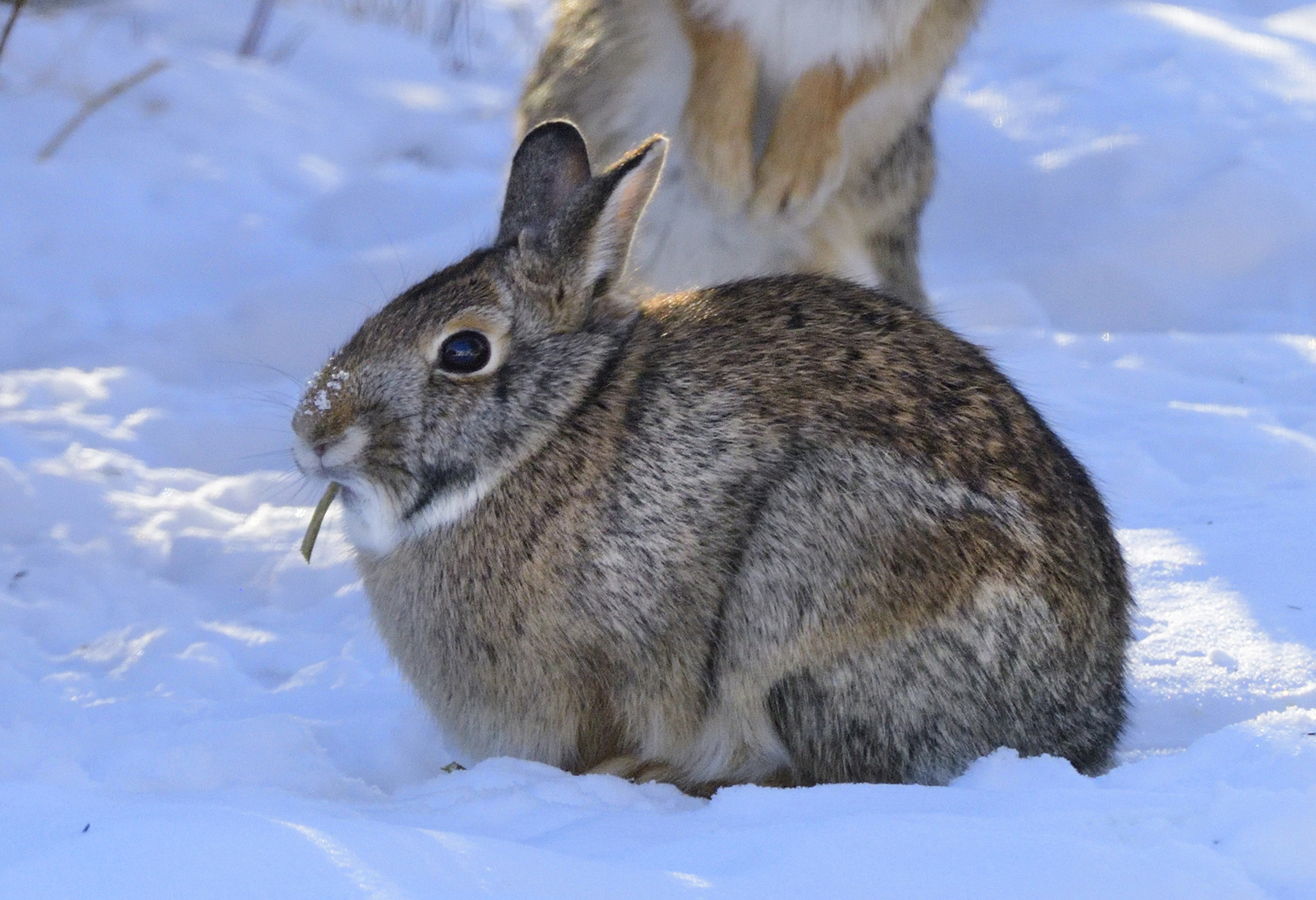 Hunt cottontails; they are easy to find and abundant