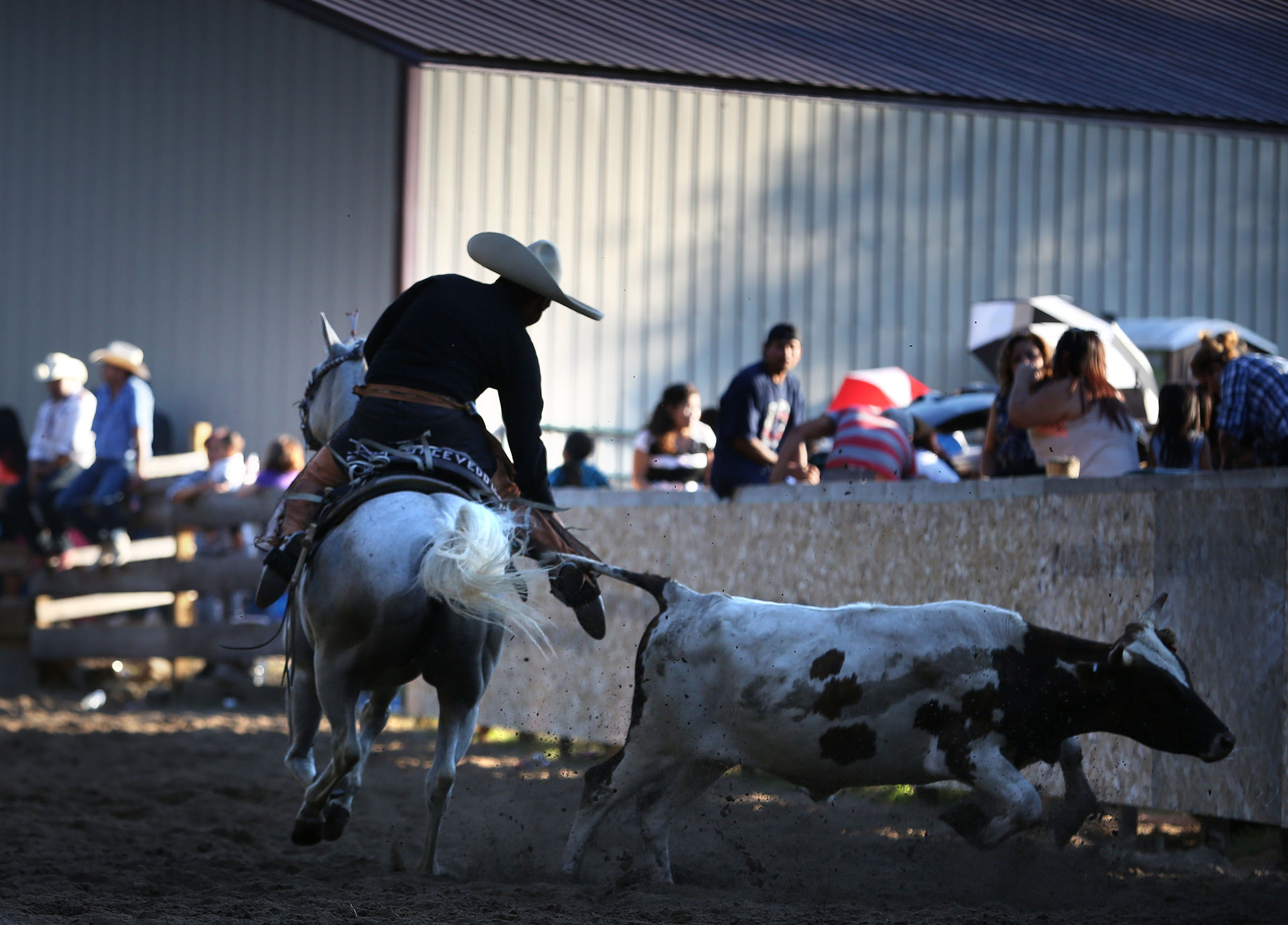 Steer-tailing rodeo event unbridles controversy in Andover
