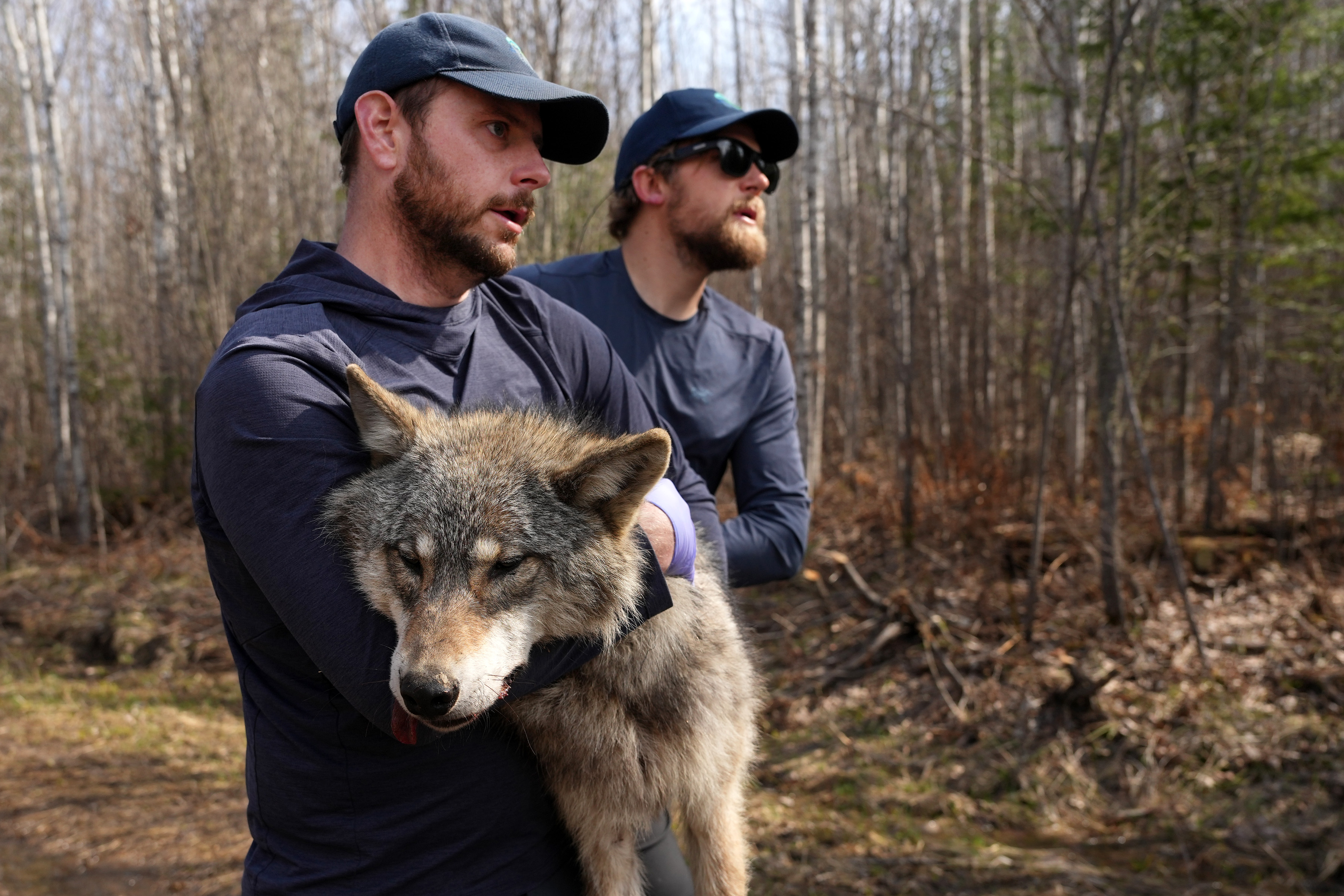 Minnesota's wolves are far better at catching fish than previously known