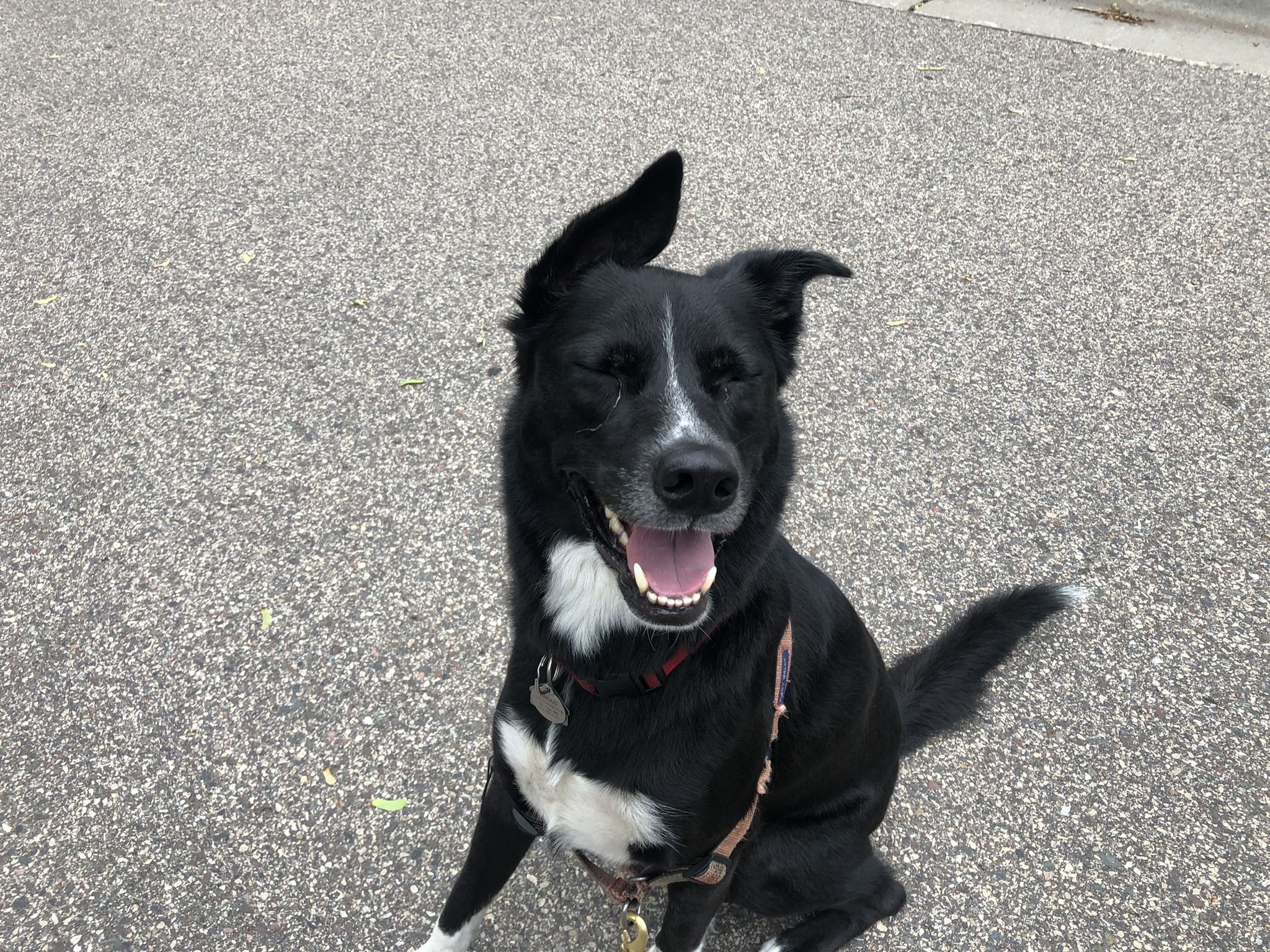 The Puppy Chronicles: The clean plate club