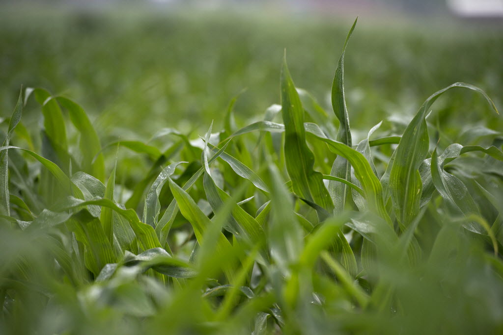 Grasslands conversion may increase water pollution in SE Minnesota