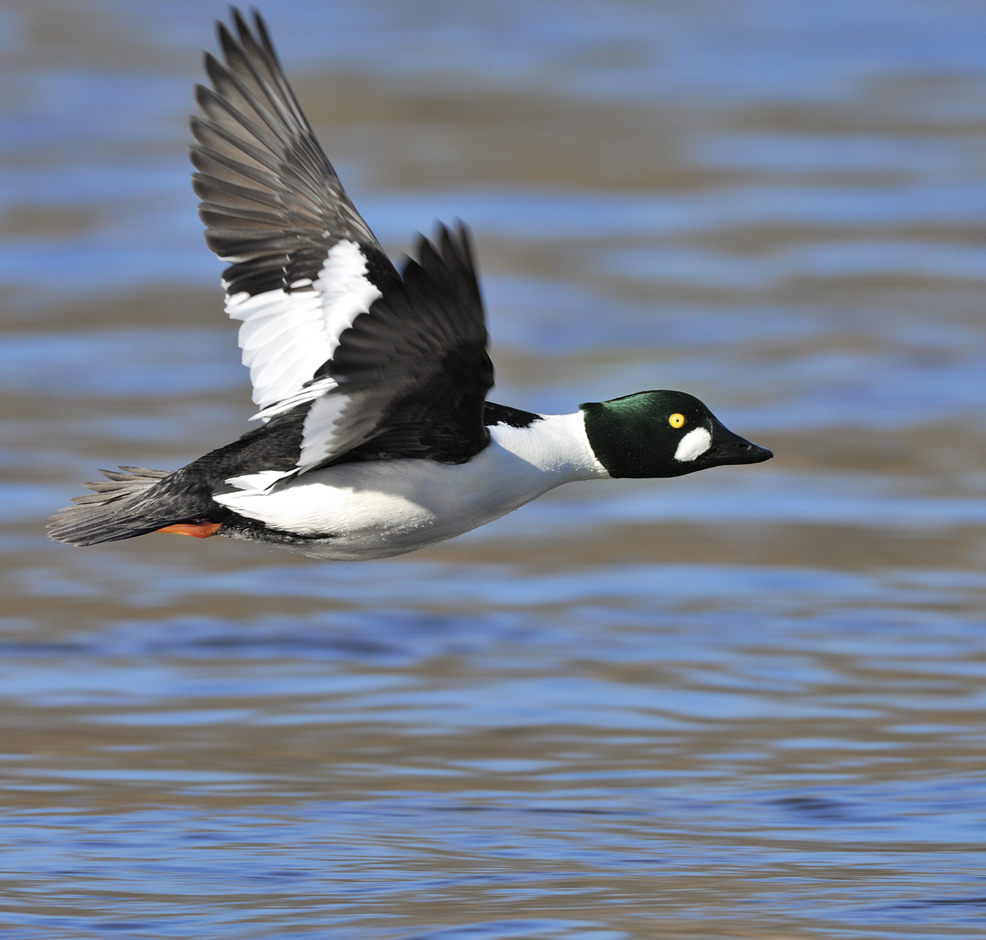 Minnesota migration: Stunning photos of waterfowl on the move