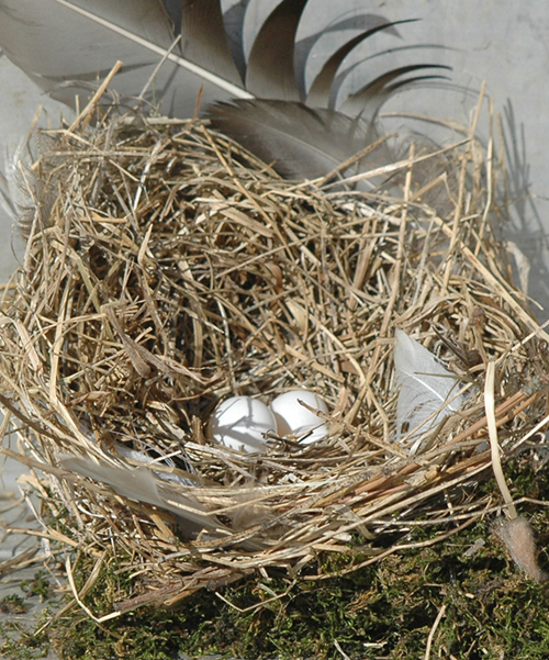 Nasty Bird Nests Into The Nest: What Goes In Must Come Out