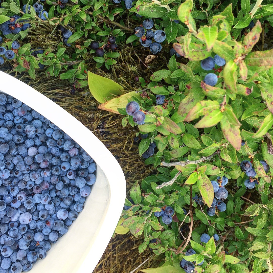 What Do Wild Blueberries Look Like