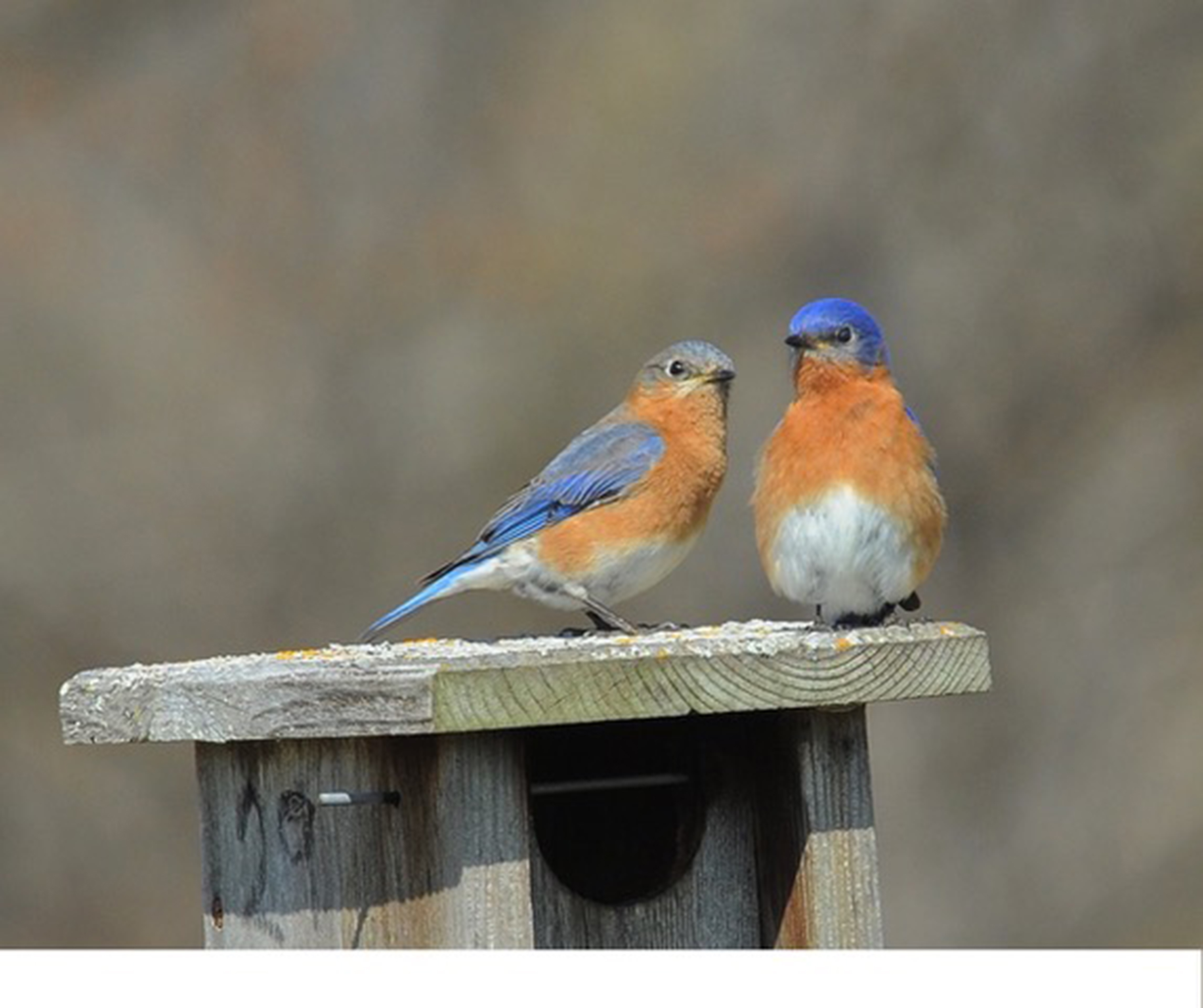 Spring bird migration begins in about three weeks
