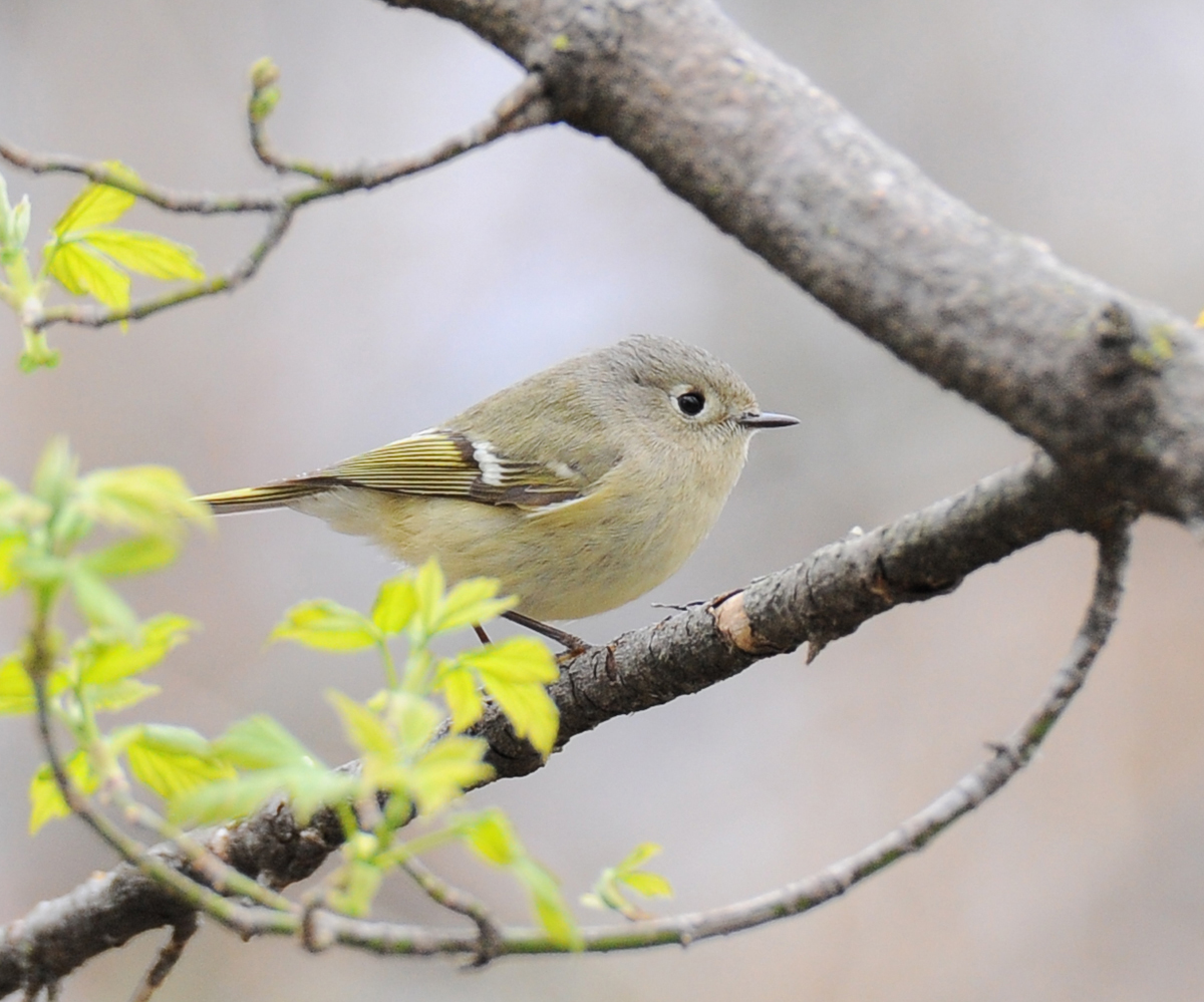 Radar maps can help you track spring and fall bird migration