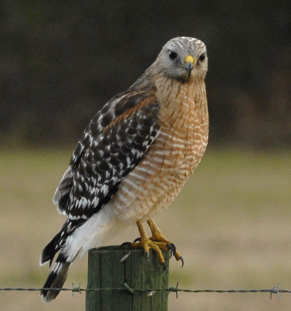 Birding: Learn how to tell hawks apart
