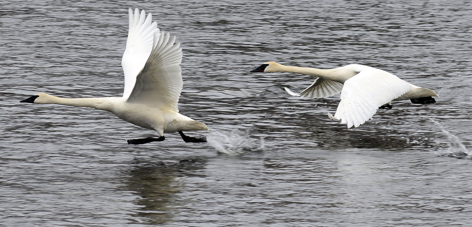 Trumpeter swans trending well in Minnesota