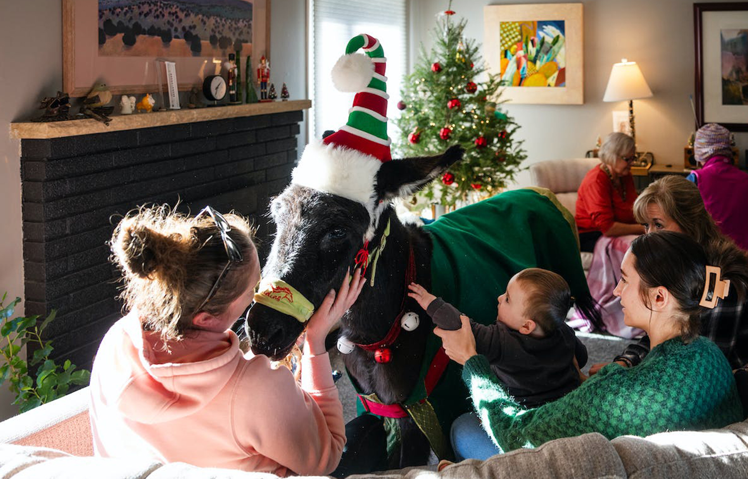 Tiptoe the seeing-eye donkey finds purpose in helping fellow animals ...