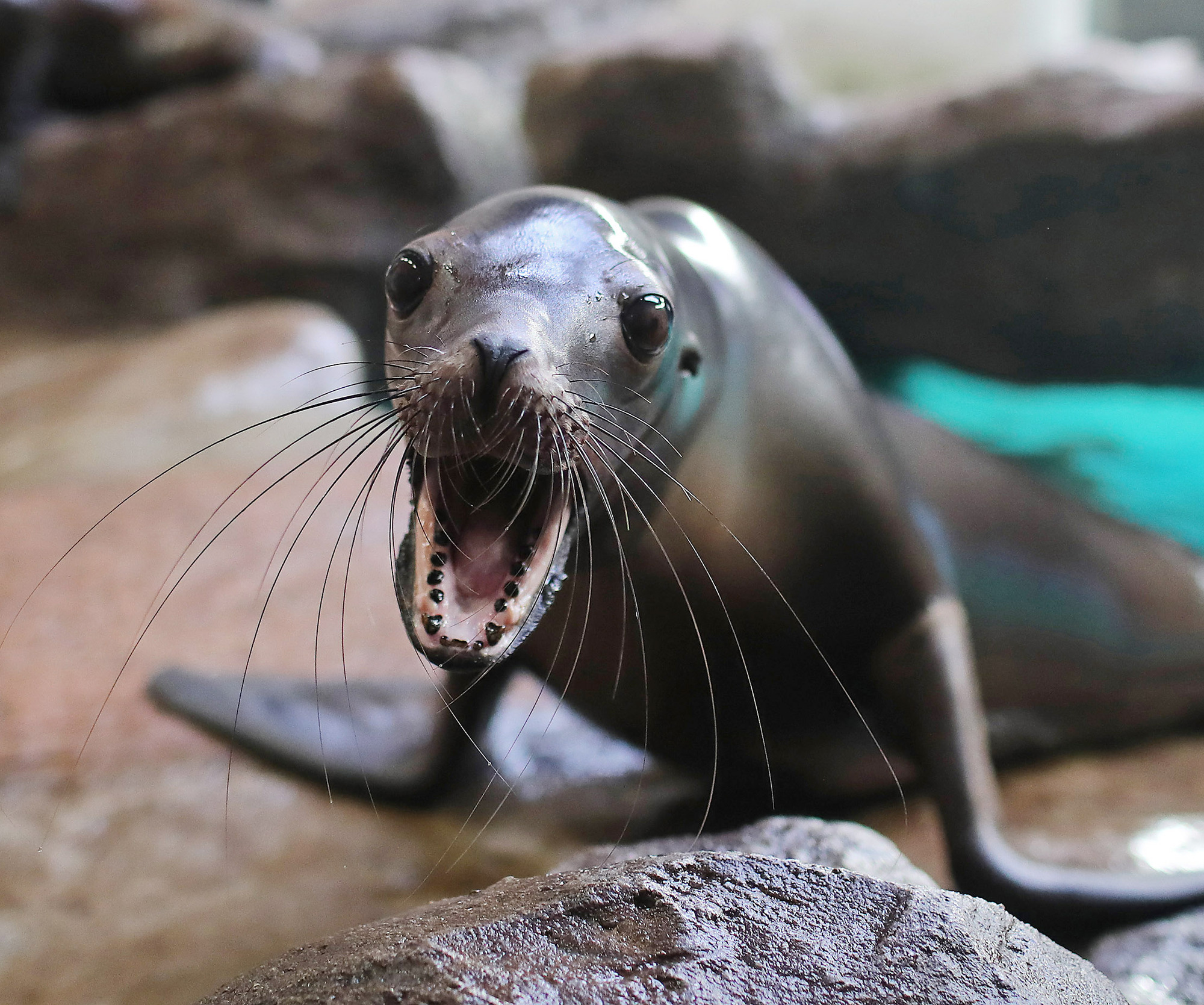 Como Zoo's beloved Sparky the Sea Lion gets a new splash pad