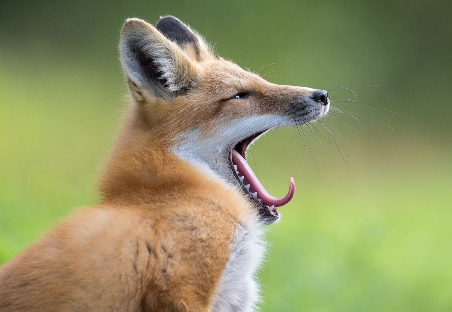 Burnsville photographer wins national recognition for fox photo