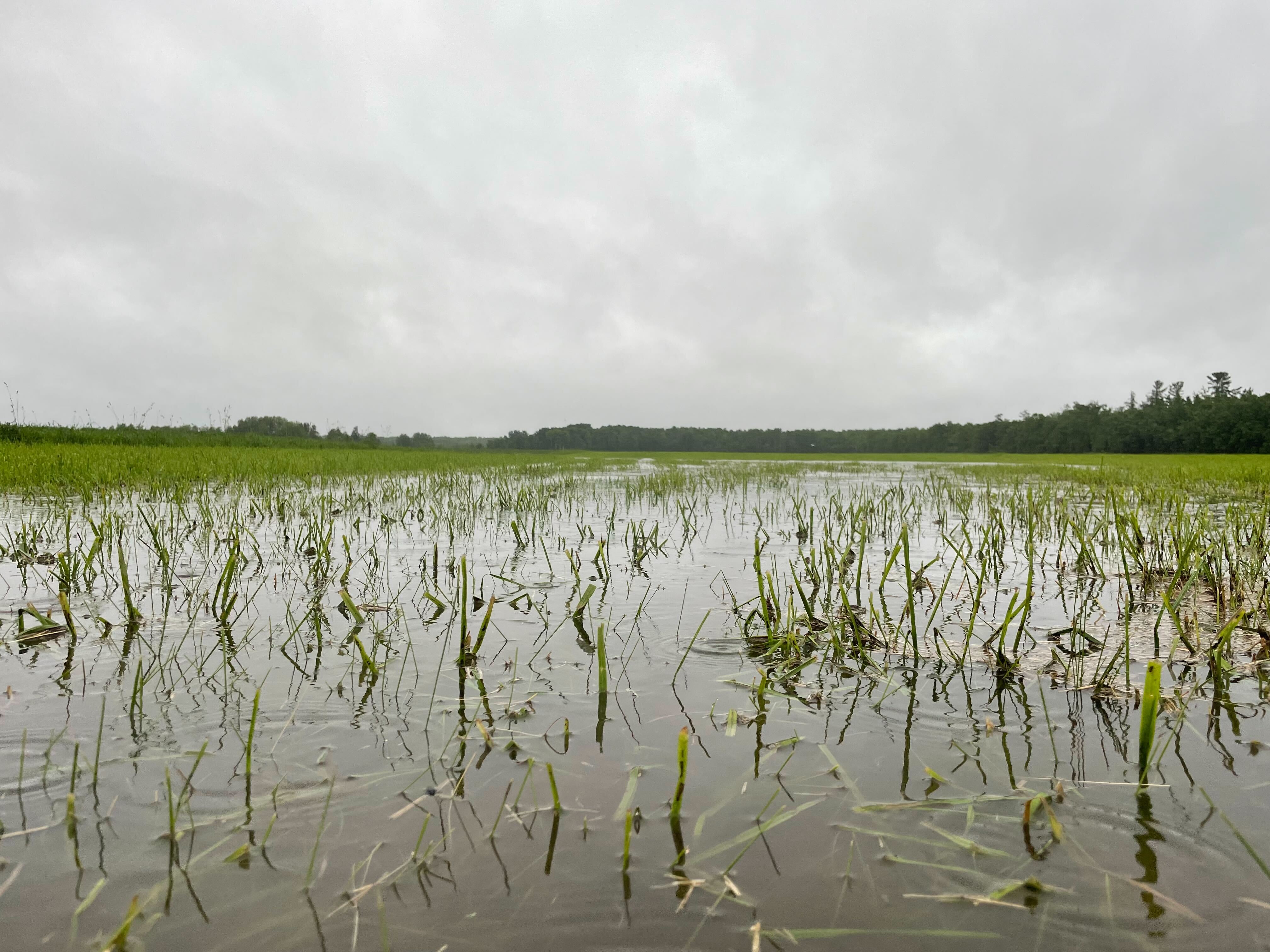 Minnesota farm fields are waterlogged, complicating growth