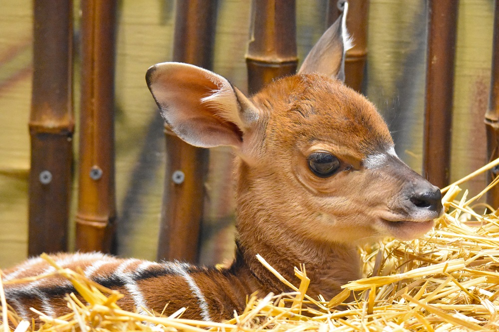 Visitors fawn over first nyala calf born at Como Zoo