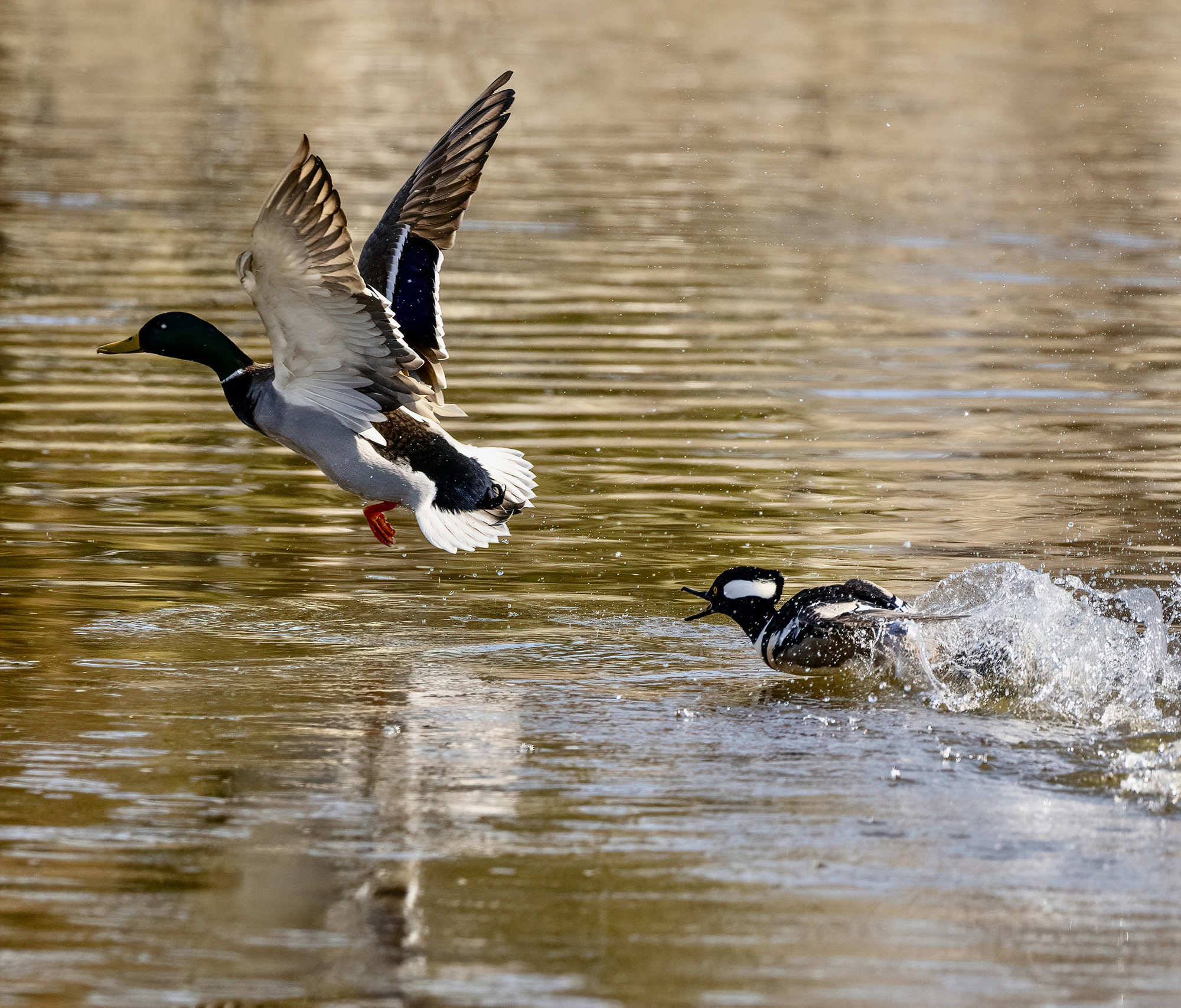 What's up with merganser-mallard pair?