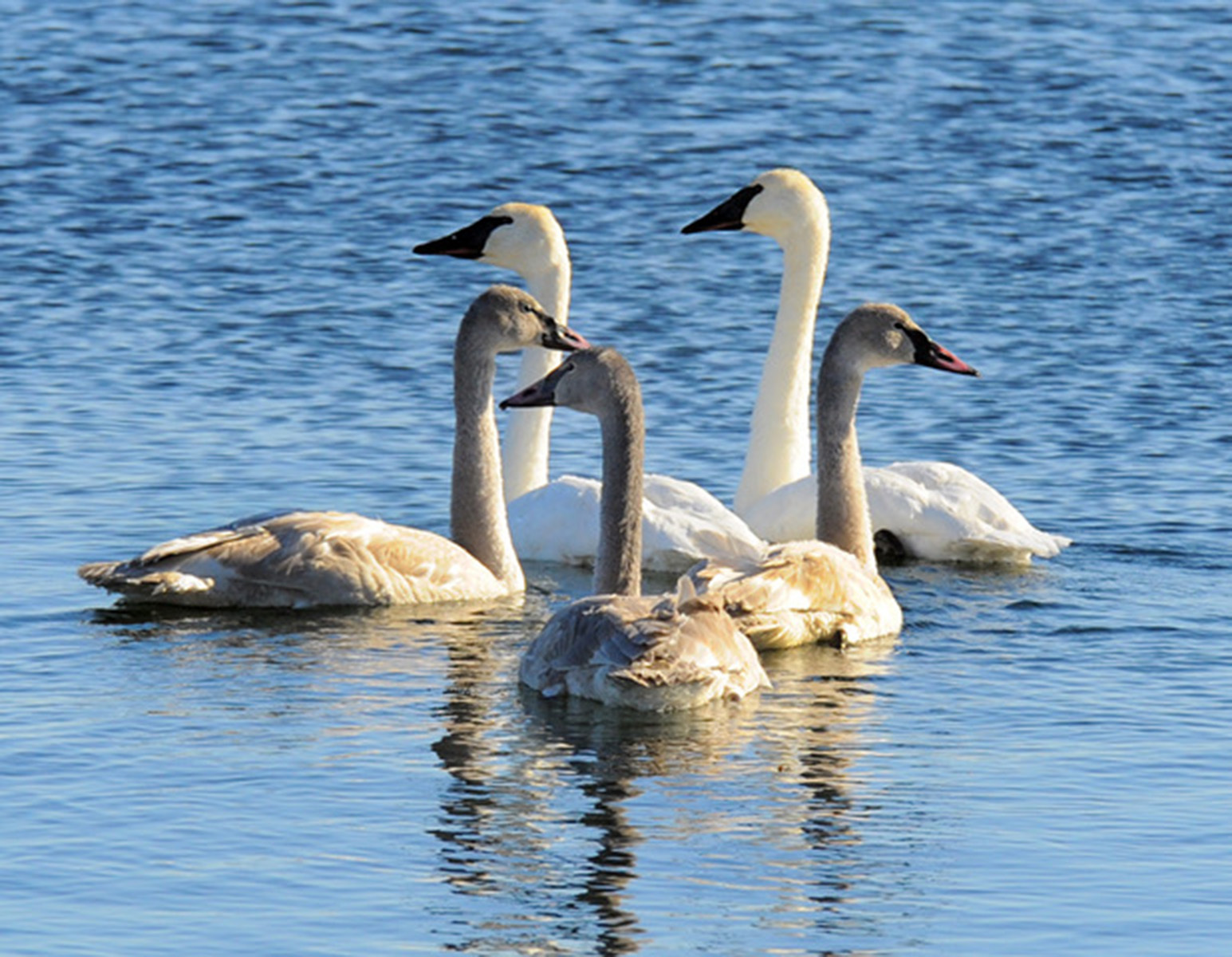 Swans nesting in metro wetlands