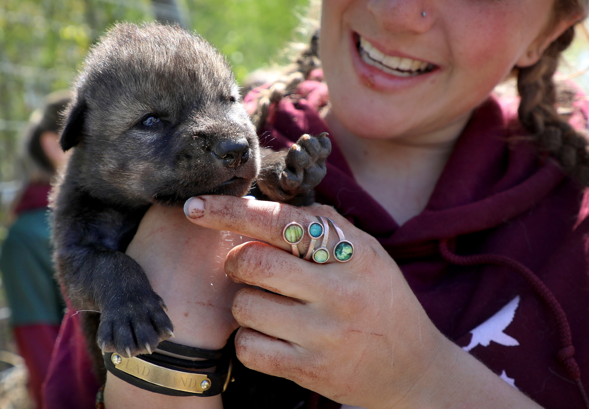 How did wolves become dogs? These Minnesota wolf pups may hold the answer
