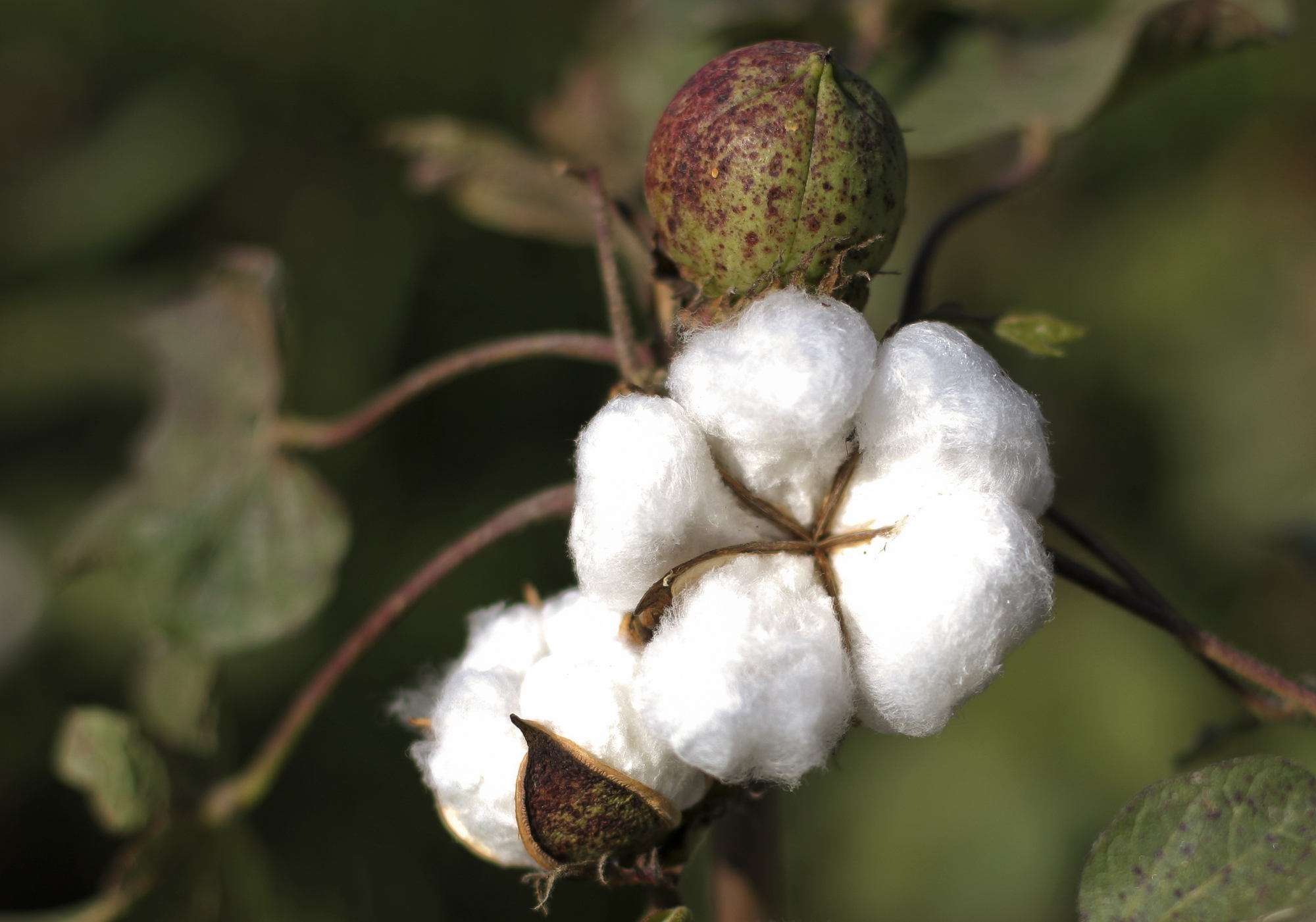 Minnesota companies Cargill, Target partner on cotton-tracing tech