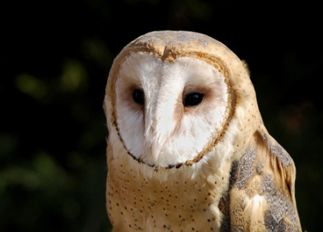 Live video: Barn Owl on nest