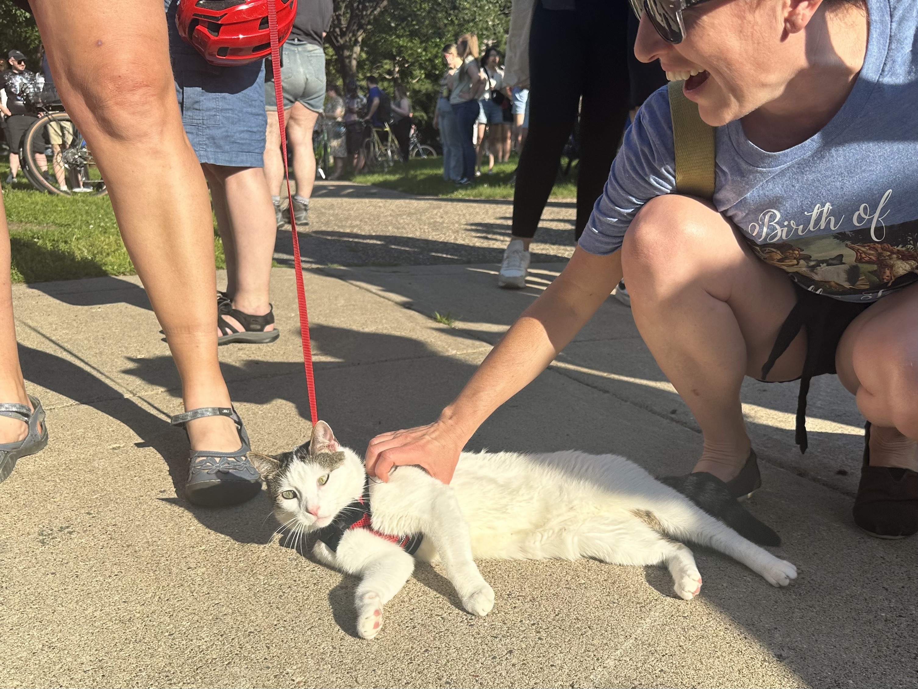 Minneapolis Wedge’s ‘cat tour’ goes purrfectly again this year