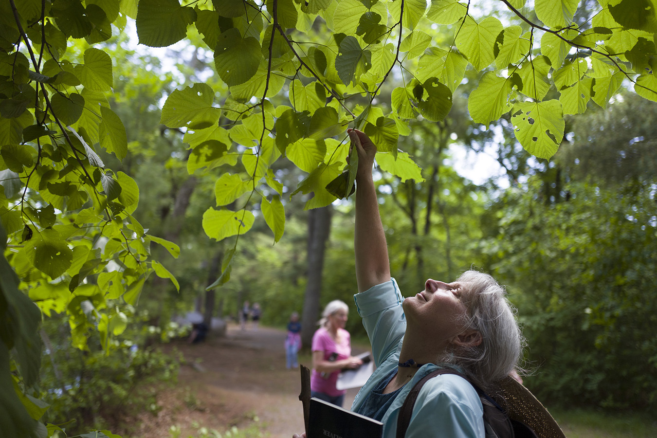 Minnesota 'forest bathers' turn to Mother Nature for healing