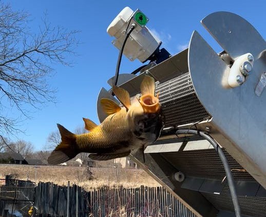 Scientists design new way to remove invasive carp from Rice Creek
