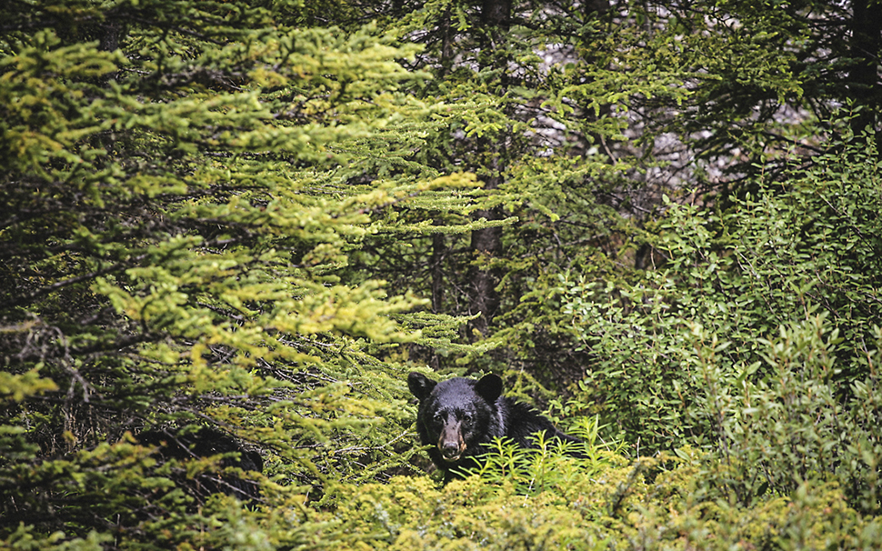BWCA rules toughened to minimize bear encounters