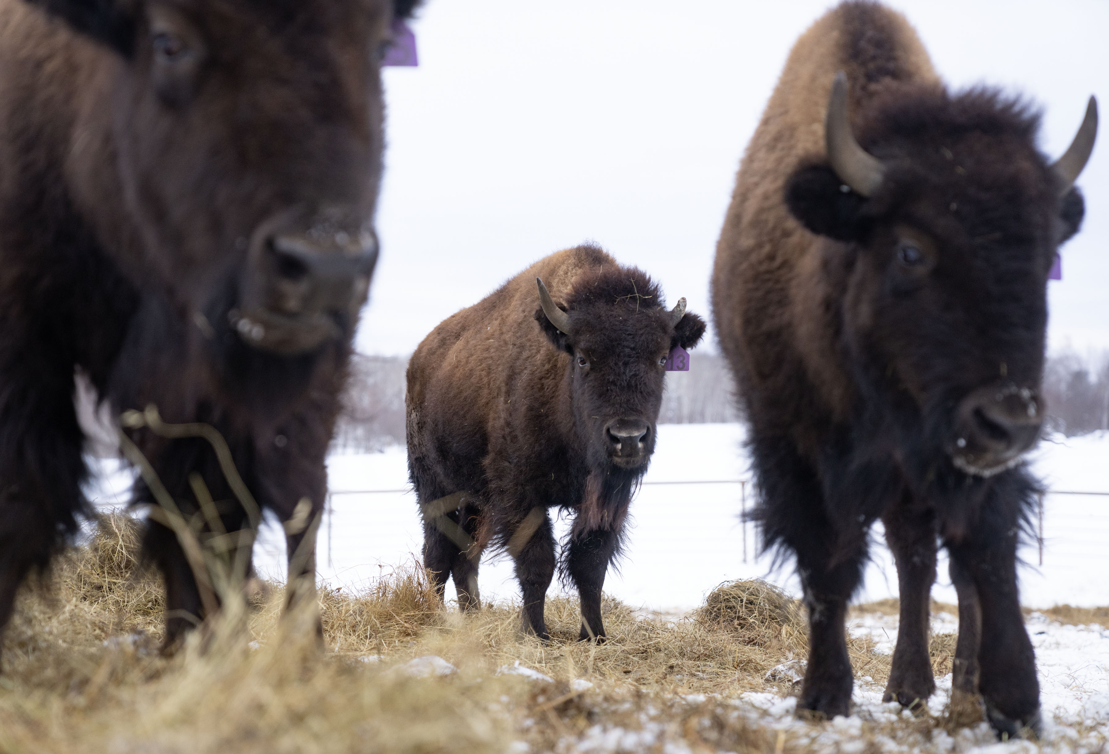 Heeding call to 'Bring back my namesake,' bison return to Fond du Lac ...