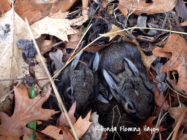Cute Baby Bunnies (Or Keep Your Enemies Closer)