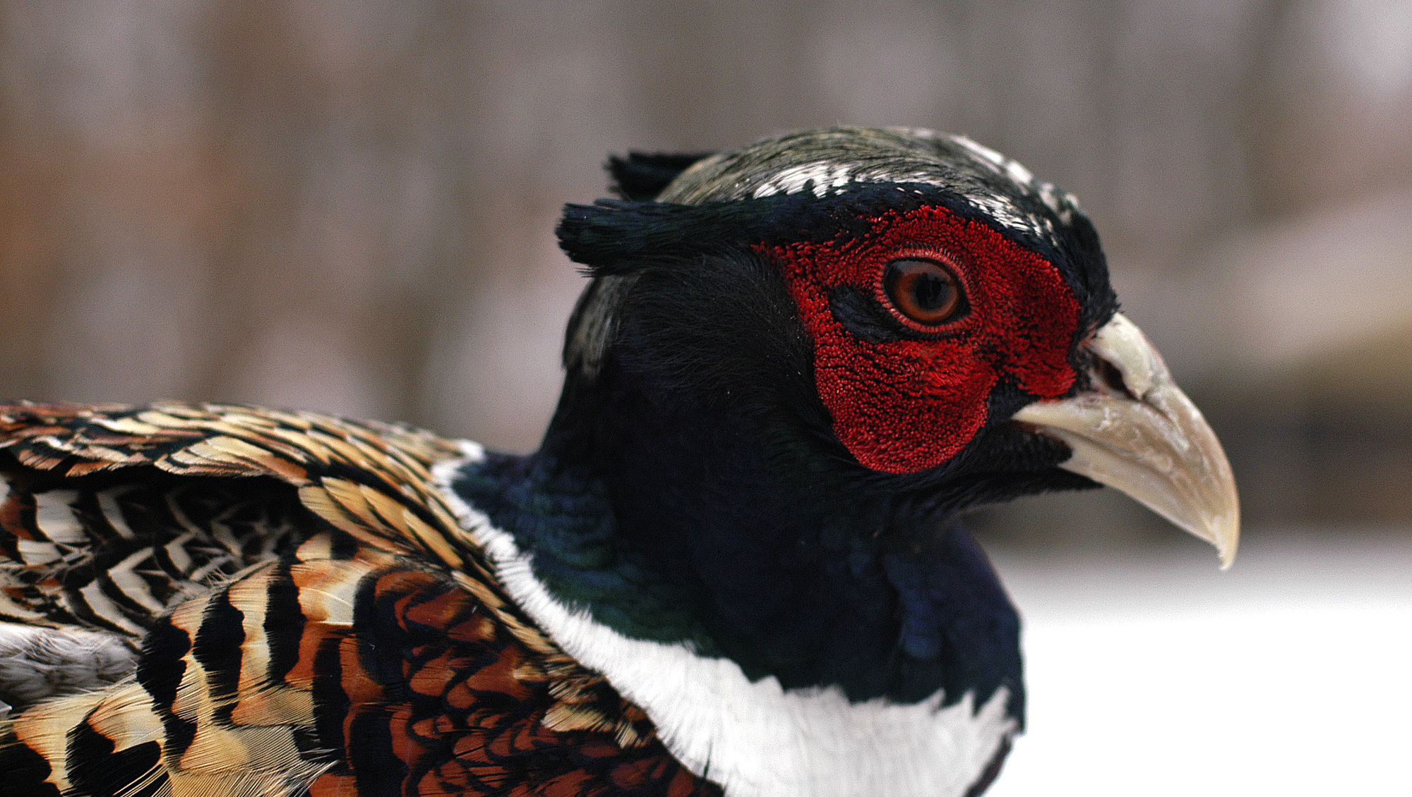 Pheasants, long-ago introduced to Minnesota, now a cherished gamebird
