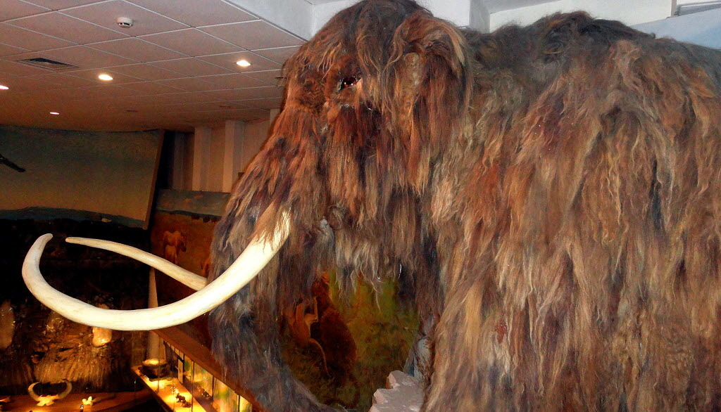 Review: 'Woolly: The True Story of the Quest to Revive One of History's ...