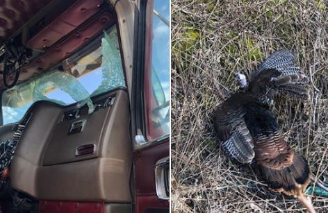 Turkey busts through semi windshield on I-35E