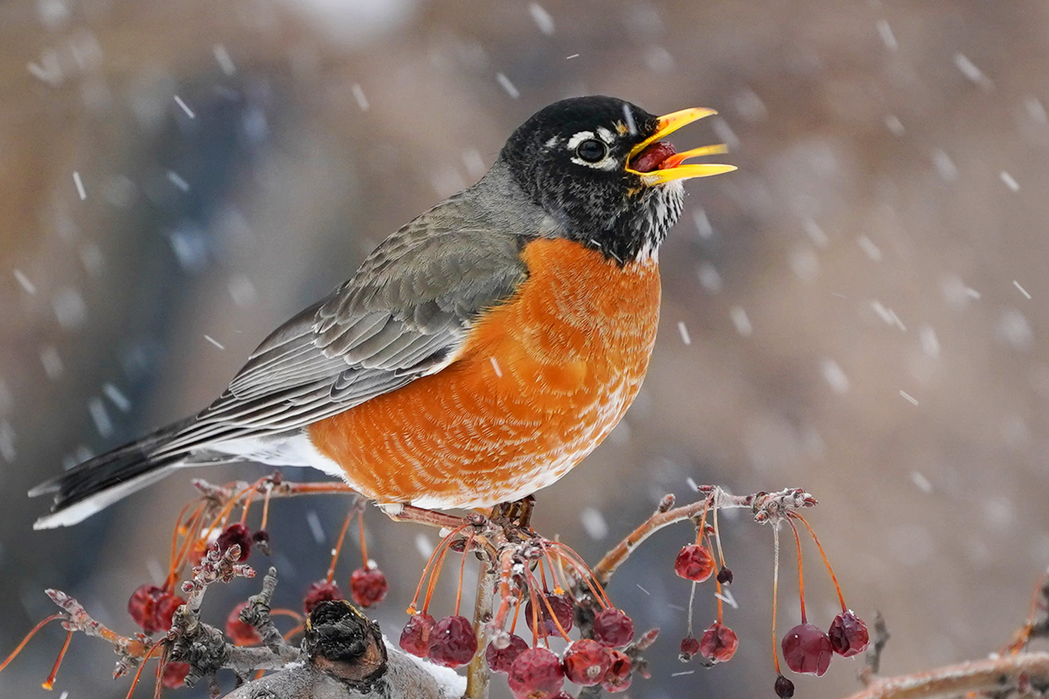 Hunkering down in winter, Minnesota's robins are super-adapters