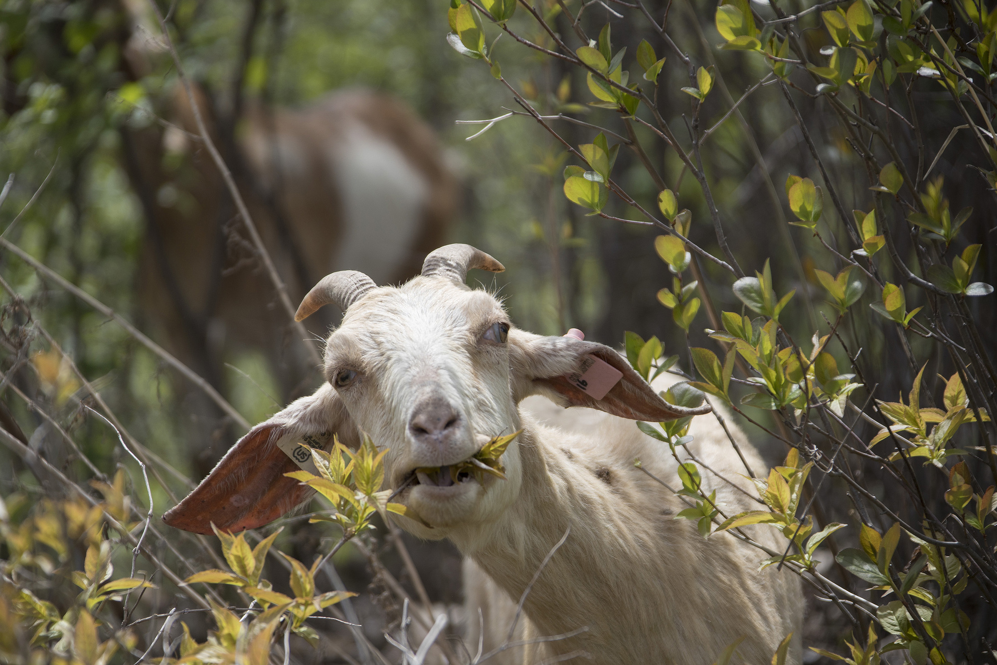 Goats at work: St. Paul's weed-eating brigade moves to Crosby Farm ...