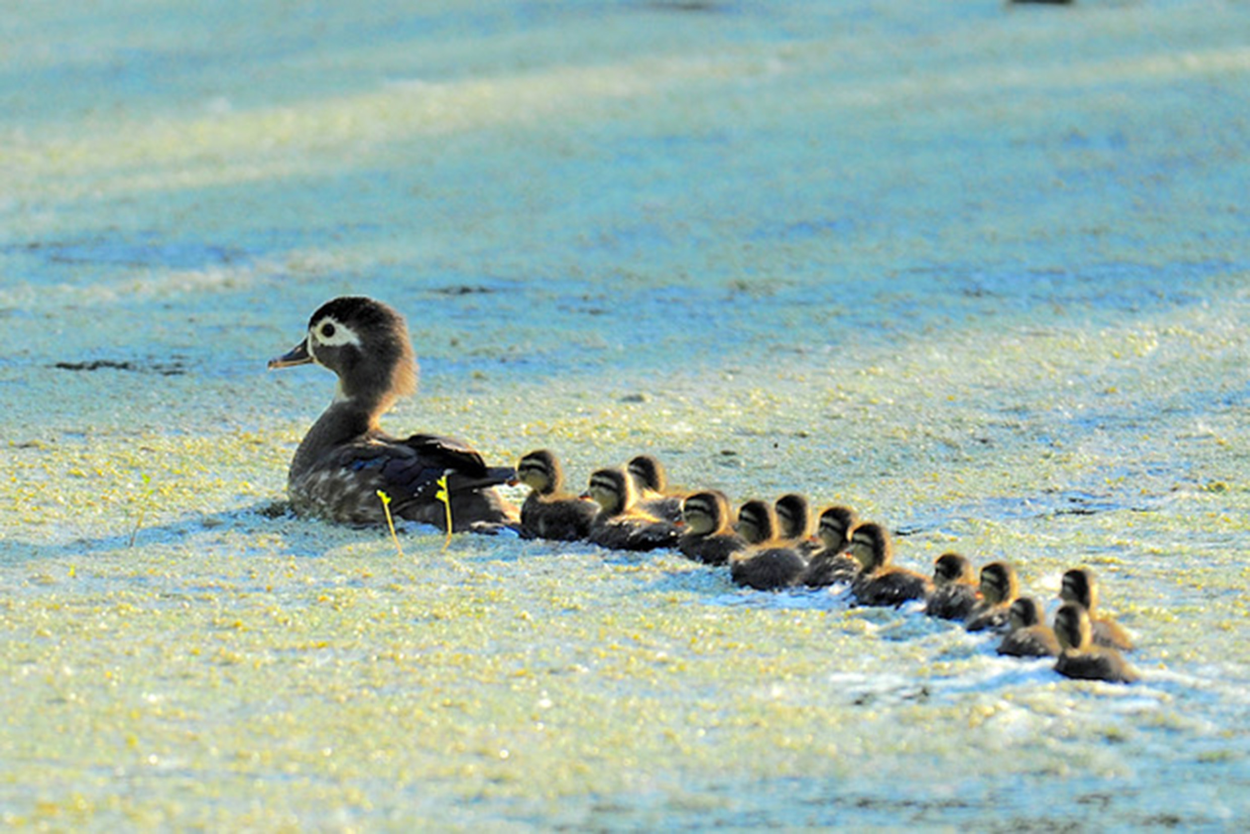 Wood Duck Ducklings Jumping Wood Ducklings Are Known For Their