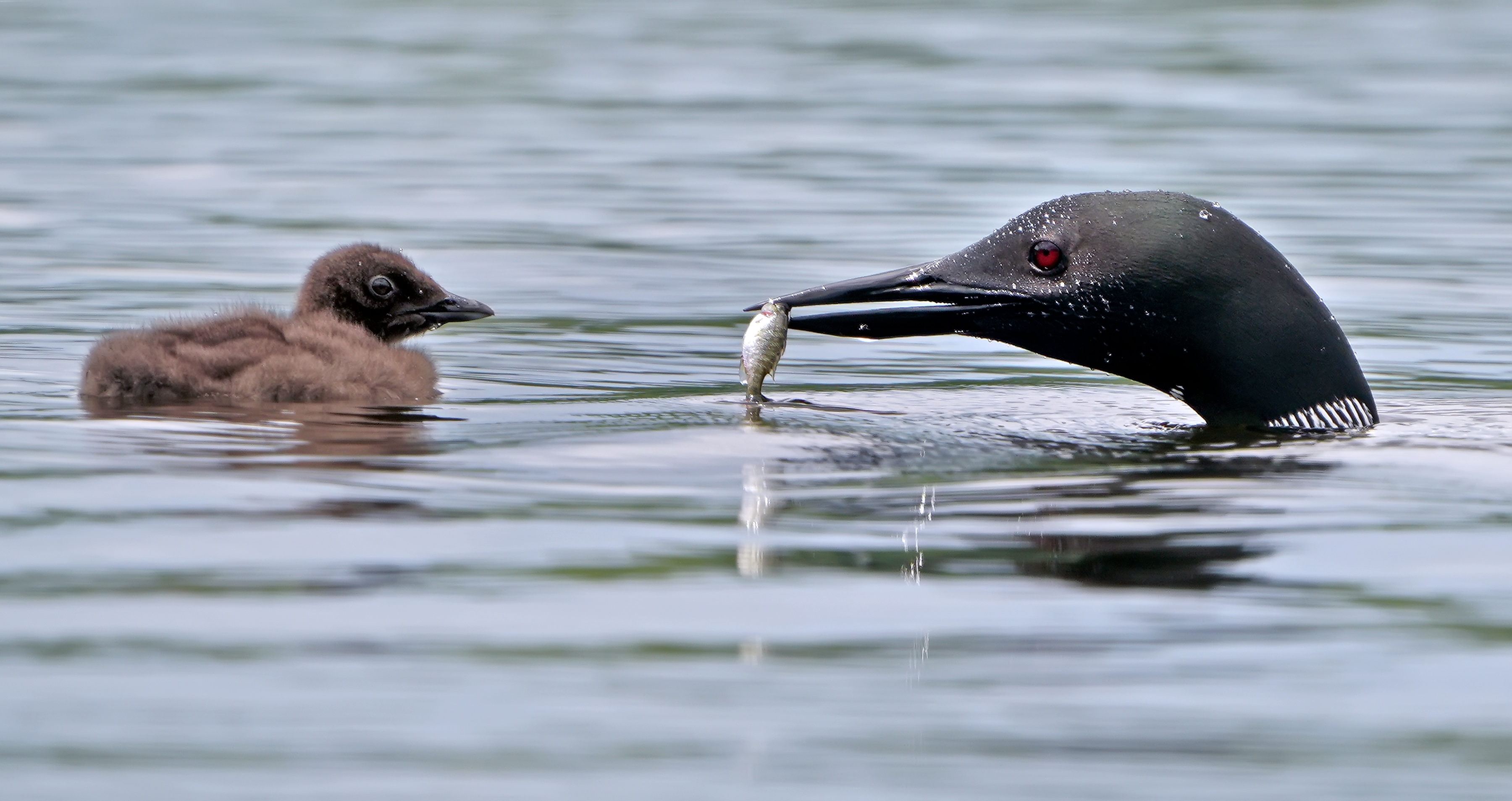 Call of the loons is heard — and the call to help them