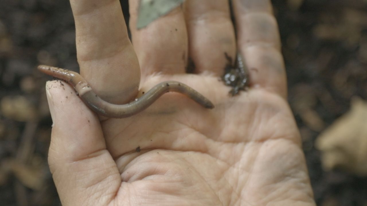 Minnesota to ban sales of invasive jumping worms