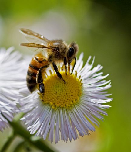 How to stop the buzz killer