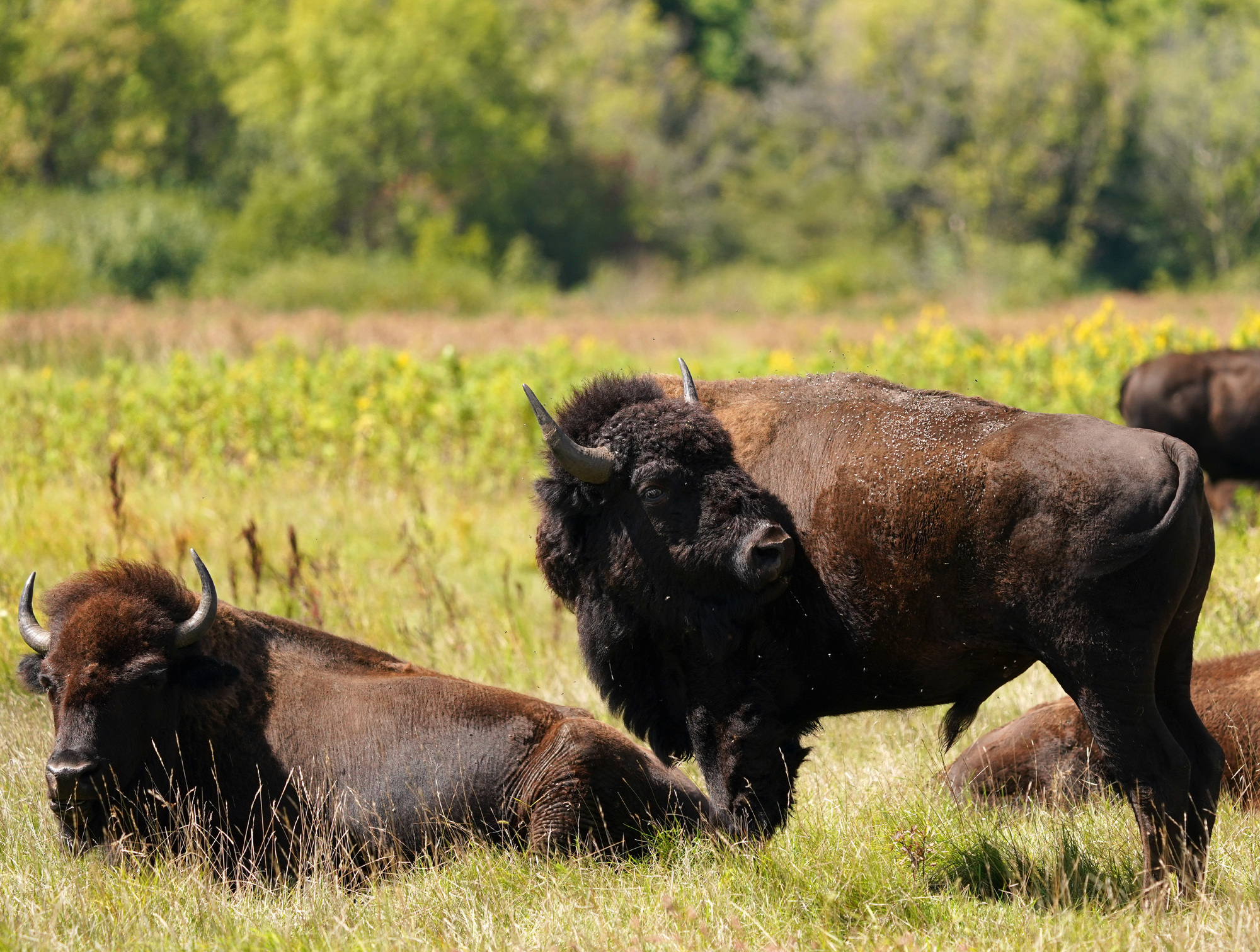 Minnesota's bison herd expands in Olmsted County