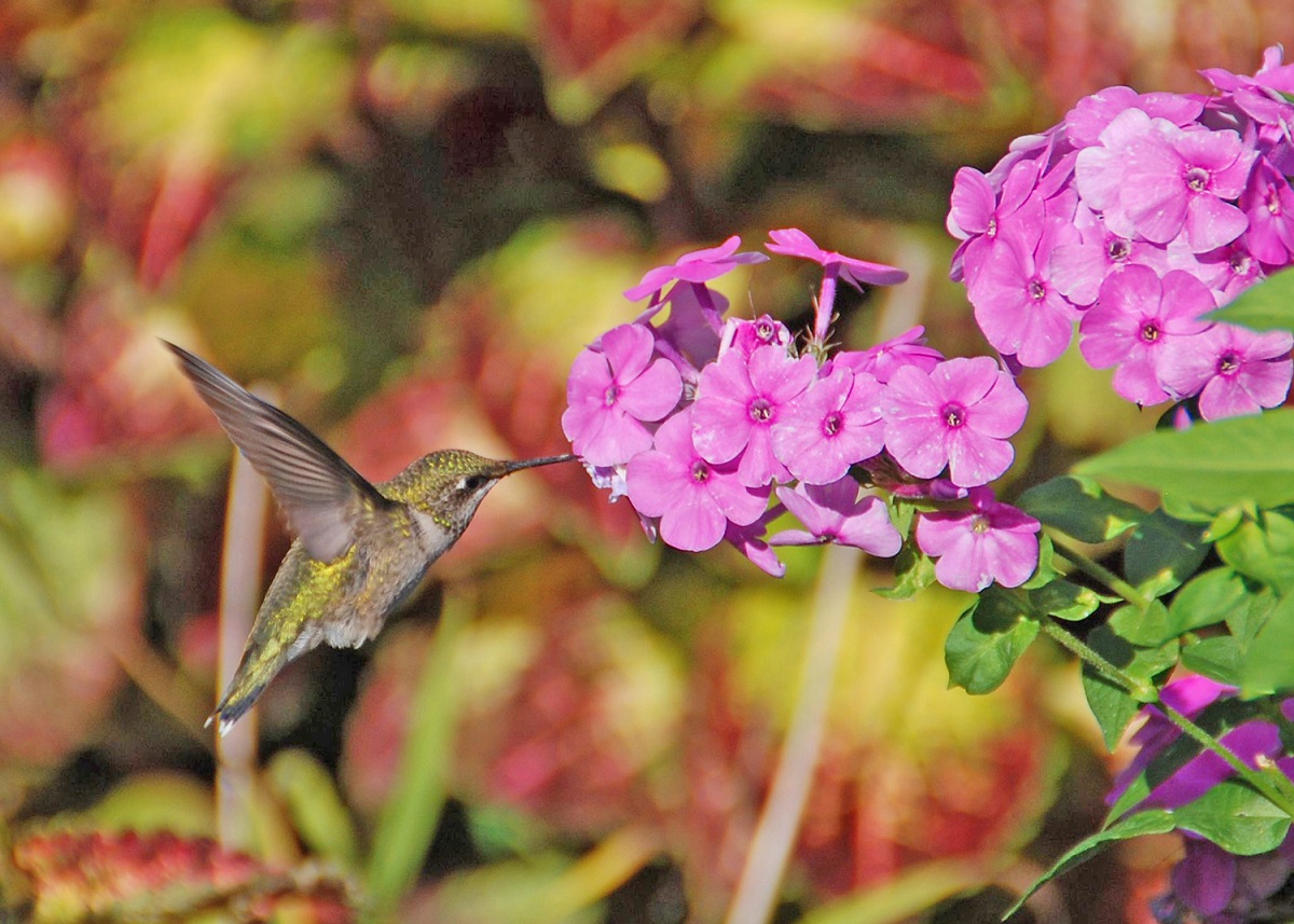 How to create a hummingbird garden