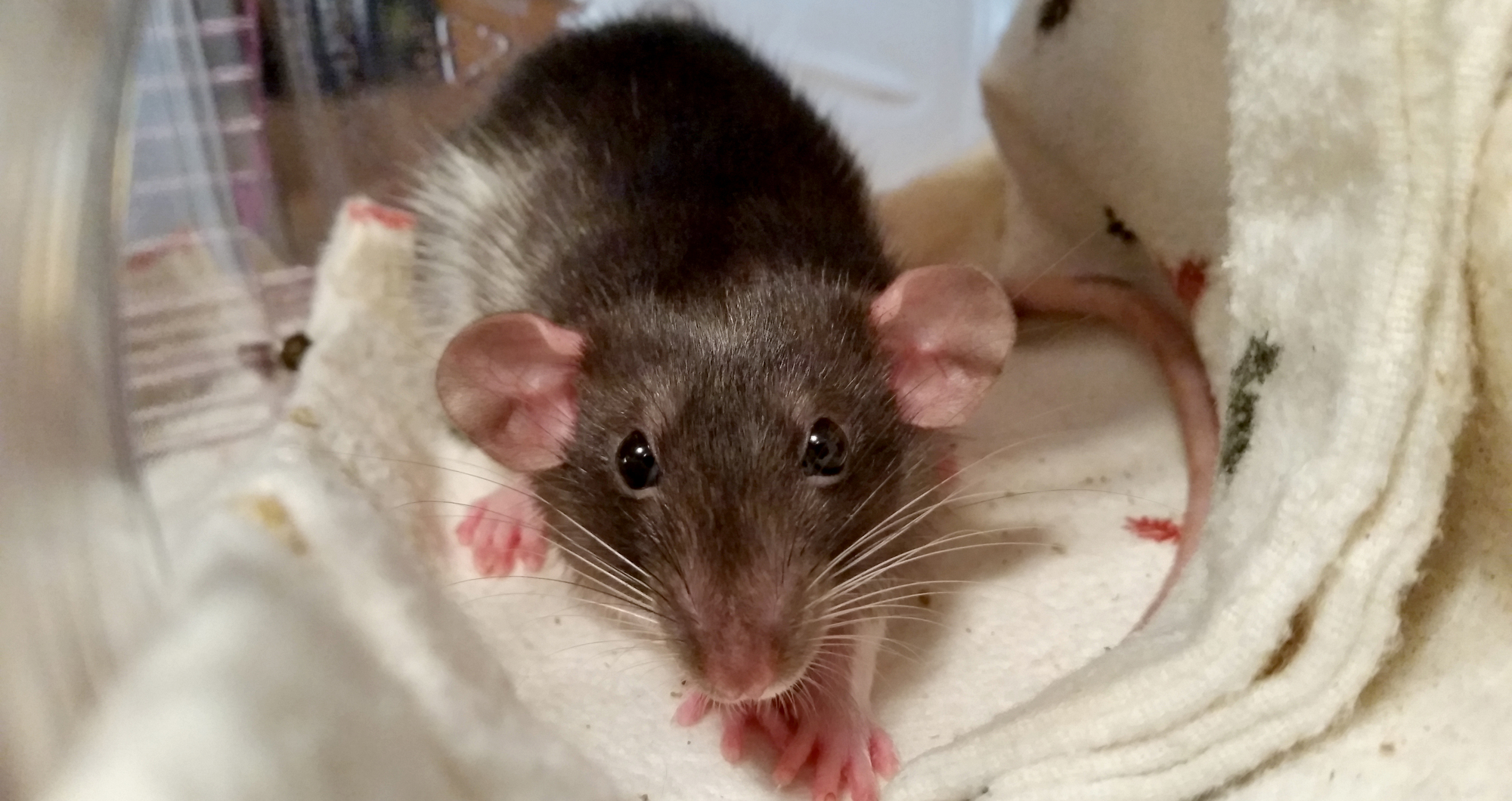 Pet rat owners nervous about rat-to-human virus being investigated in ...